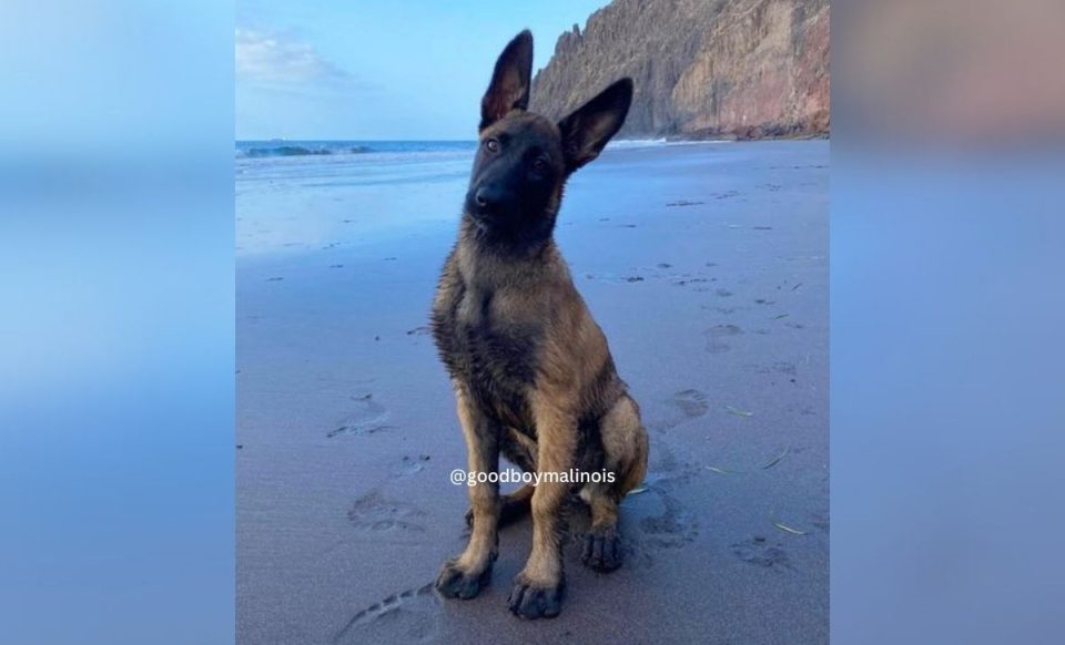 The Belgian Malinois Growth Chart And All The Crucial Info