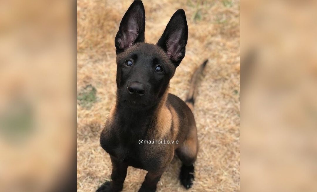 The Belgian Malinois Growth Chart And All The Crucial Info