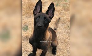 The Belgian Malinois Growth Chart And All The Crucial Info