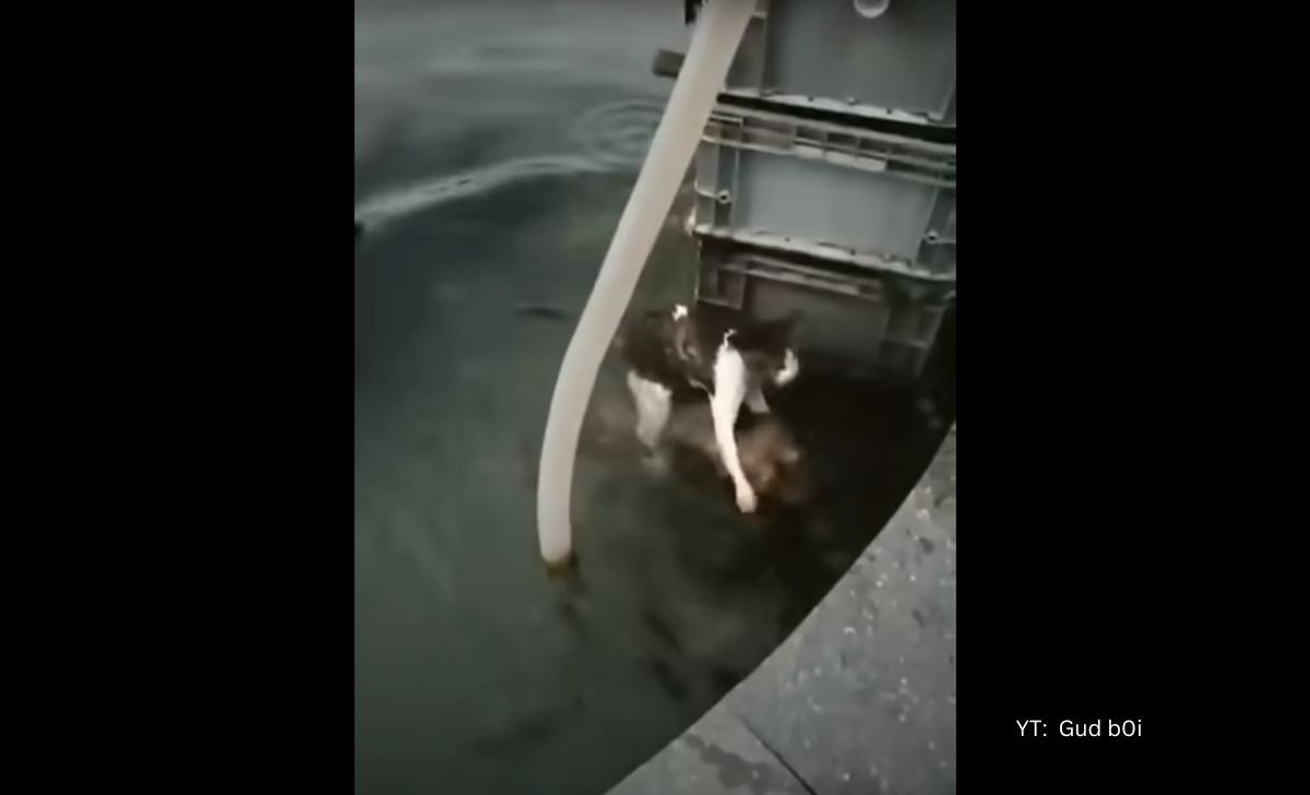 A Brave Doggie Risks His Life To Save A Drowning Cat