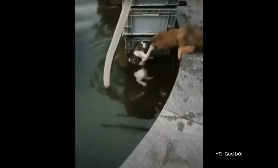 A Brave Doggie Risks His Life To Save A Drowning Cat