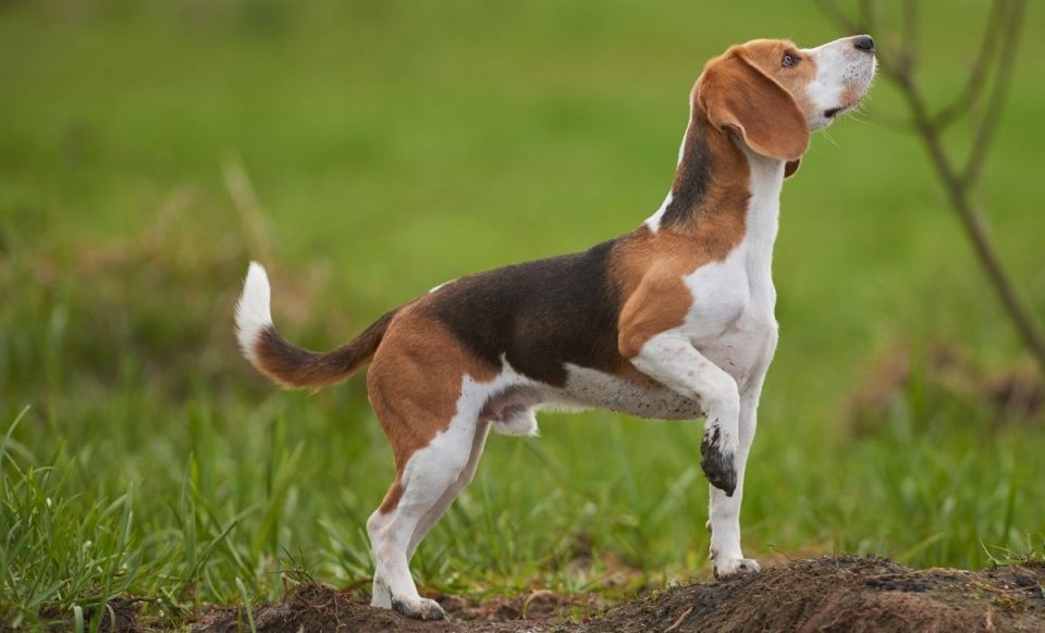 Beagle Growth Stages With A Useful Manual For All New Owners