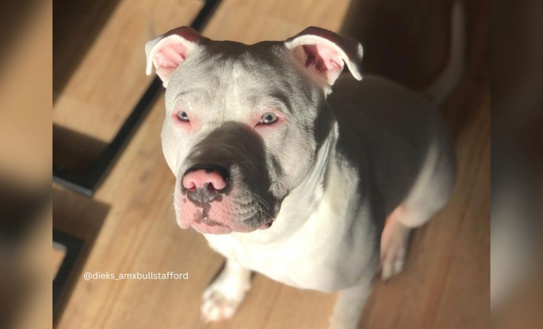 25 American Bully Mixes You'll Love (With Pictures)