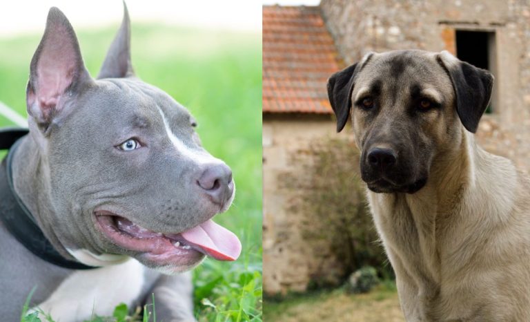 25 American Bully Mixes You'll Love (With Pictures)
