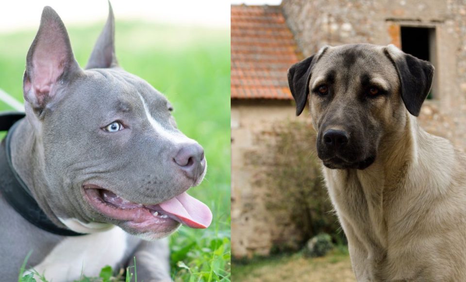 25 American Bully Mixes You'll Love (With Pictures)