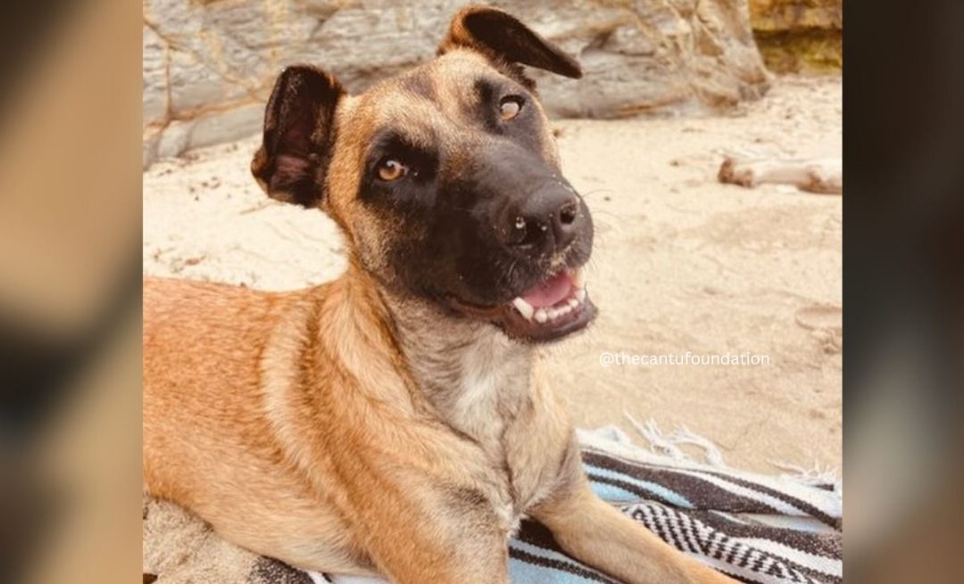 25 American Bully Mixes You'll Love (With Pictures)