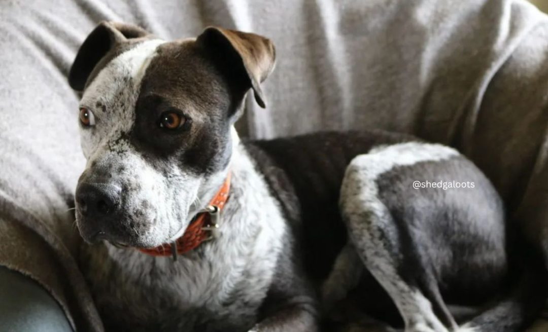 25 American Bully Mixes You'll Love (With Pictures)