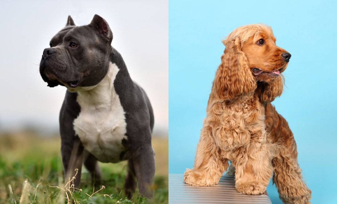 25 American Bully Mixes You'll Love (With Pictures)