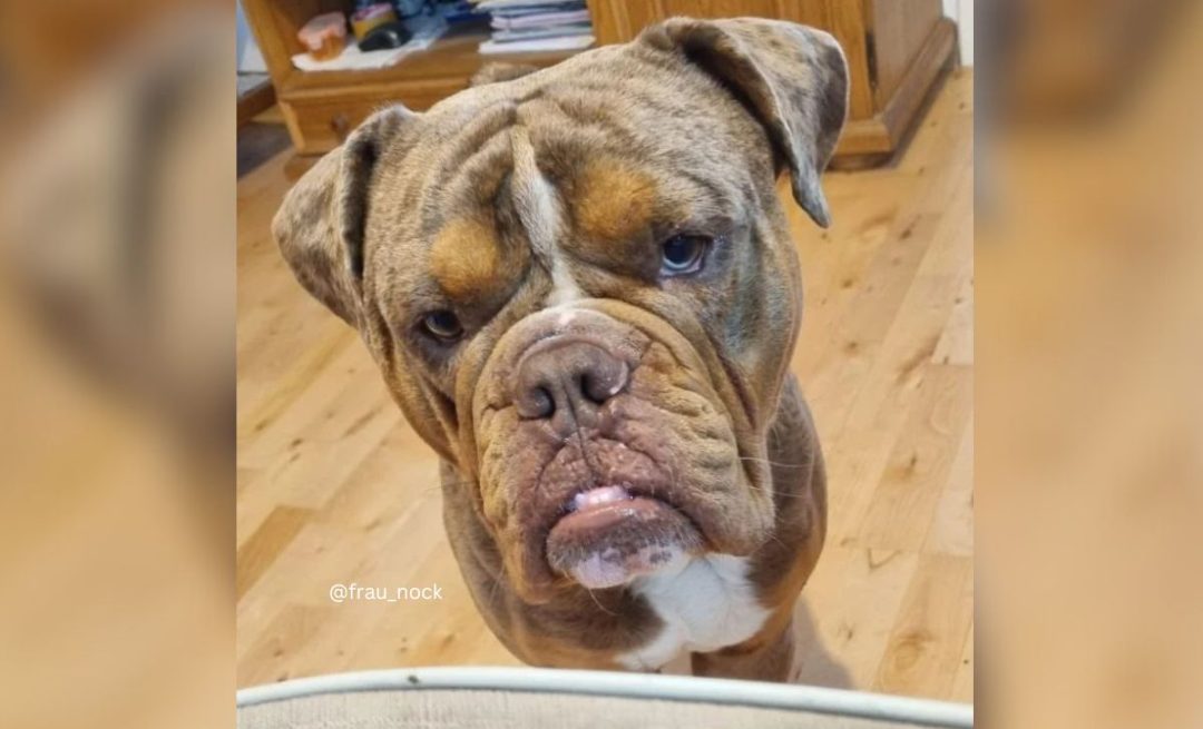 25 American Bully Mixes You'll Love (With Pictures)