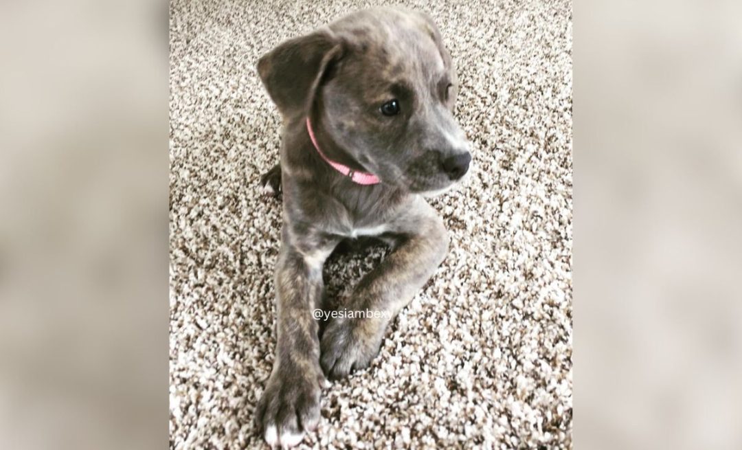 25 American Bully Mixes You'll Love (With Pictures)