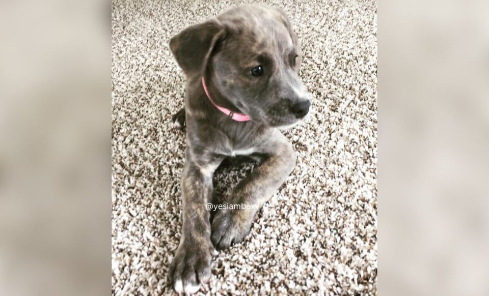 25 American Bully Mixes You'll Love (With Pictures)