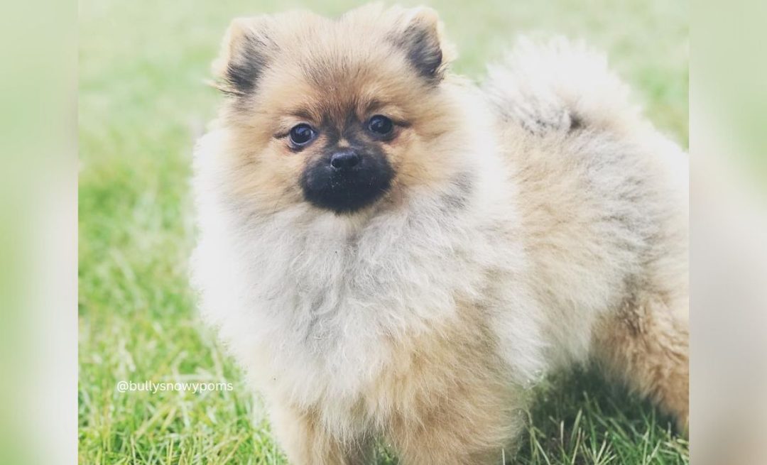 25 American Bully Mixes You'll Love (With Pictures)