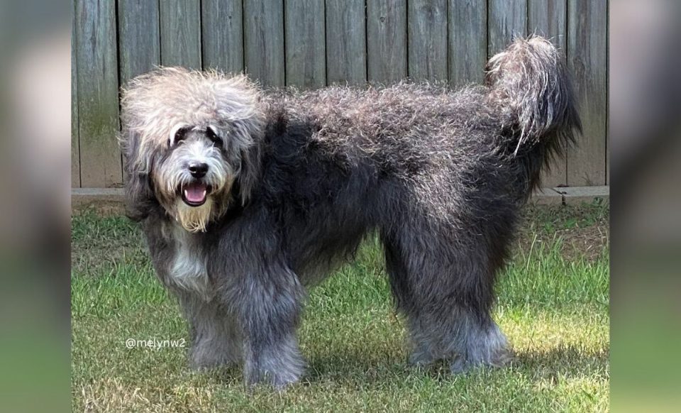 25 American Bully Mixes You'll Love (With Pictures)