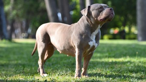 25 American Bully Mixes You'll Love (With Pictures)