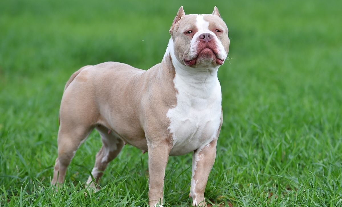The 4 Best American Bully Breeders Australia Can Come Up With