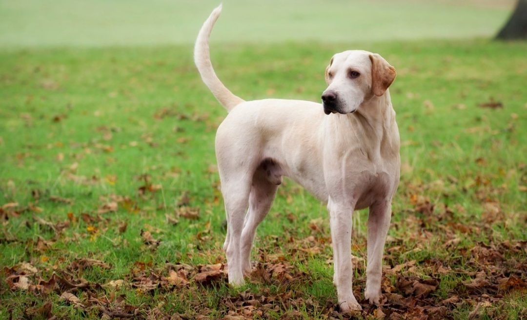 13 American Foxhound Colors To Enjoy In (With Pictures)