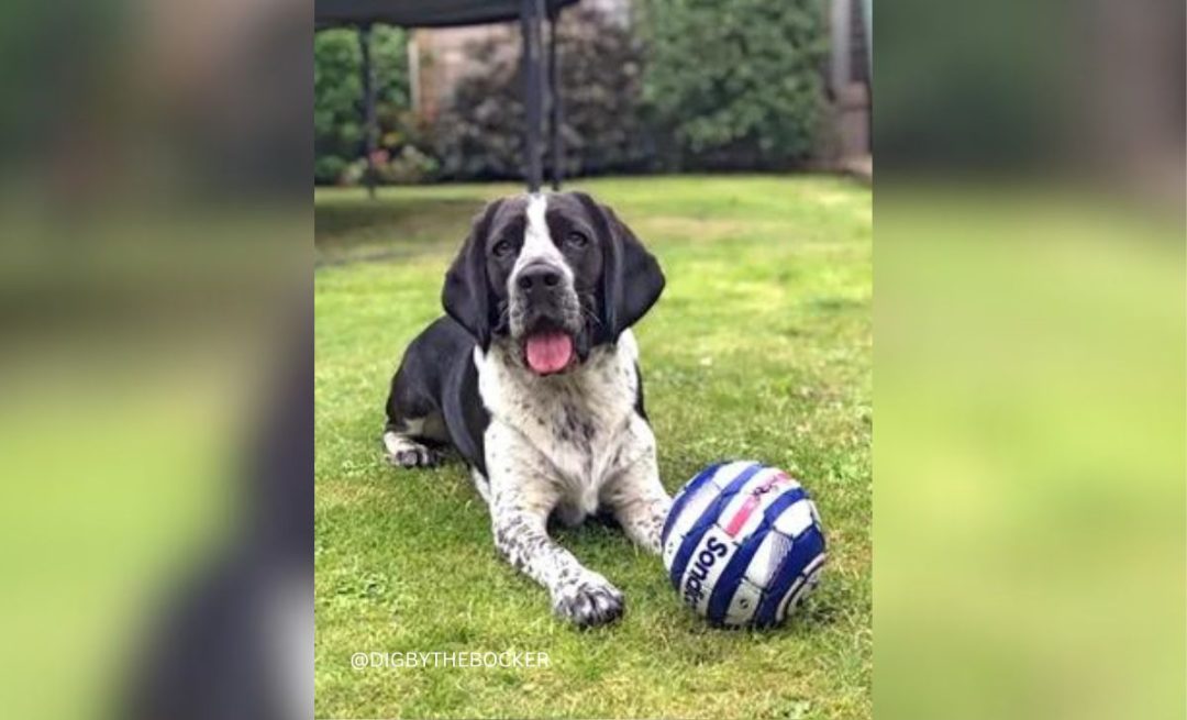 31 Popular Cocker Spaniel Mixes To Know (With Photos)