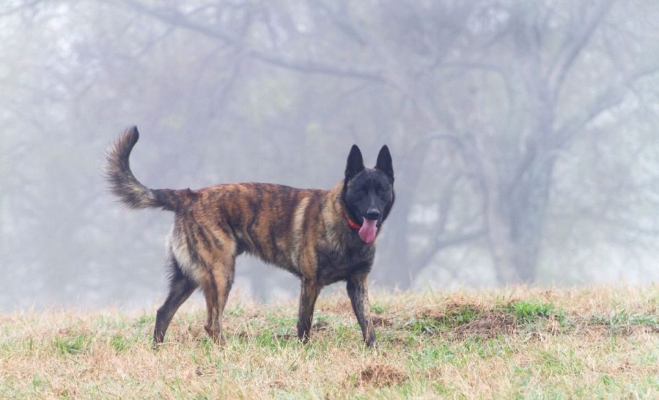 The Belgian Malinois Growth Chart And All The Crucial Info