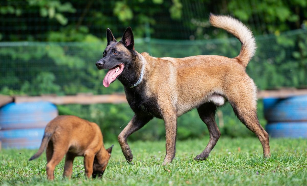 The Belgian Malinois Growth Chart And All The Crucial Info
