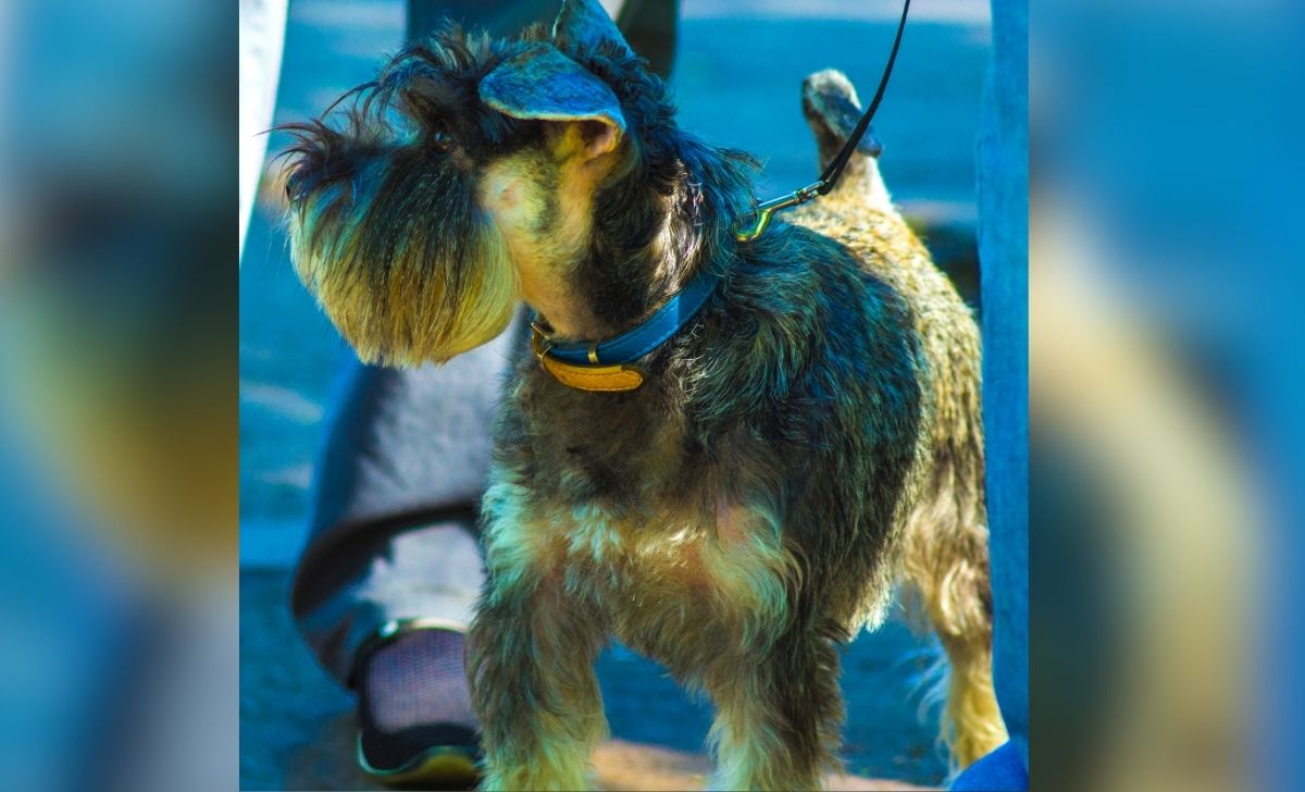 9+ Drop Dead Gorgeous Miniature Schnauzer Colors