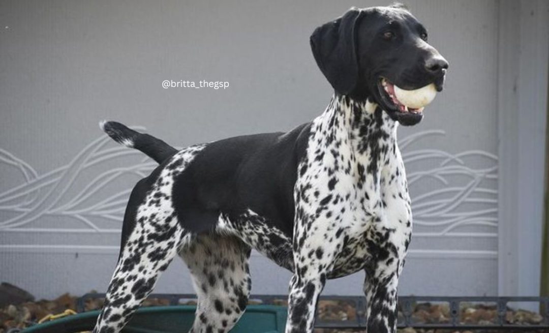15 German Shorthaired Pointer Colors With Unique Markings