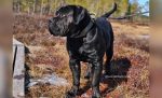 Check Out 9 Boerboel Colors And Find Your Favorite One