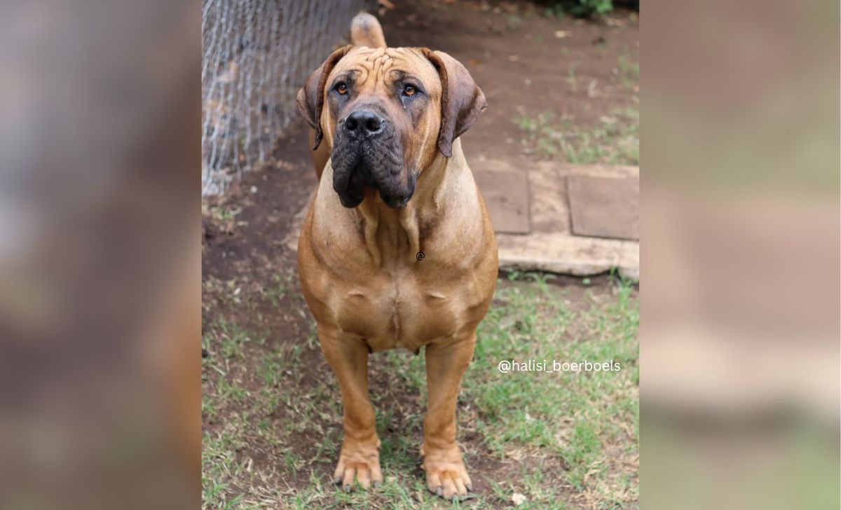 Check Out 9 Boerboel Colors And Find Your Favorite One
