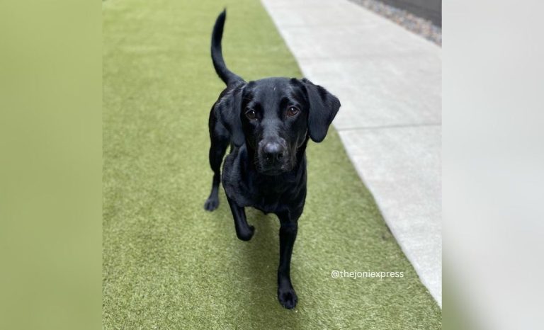 Miniature Labrador Retrievers And All The Facts About Them