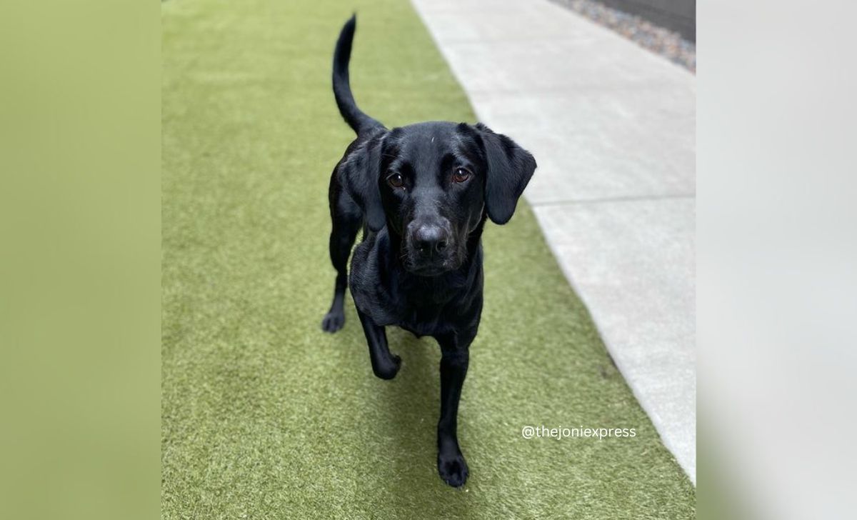 Miniature Labrador Retrievers And All The Facts About Them