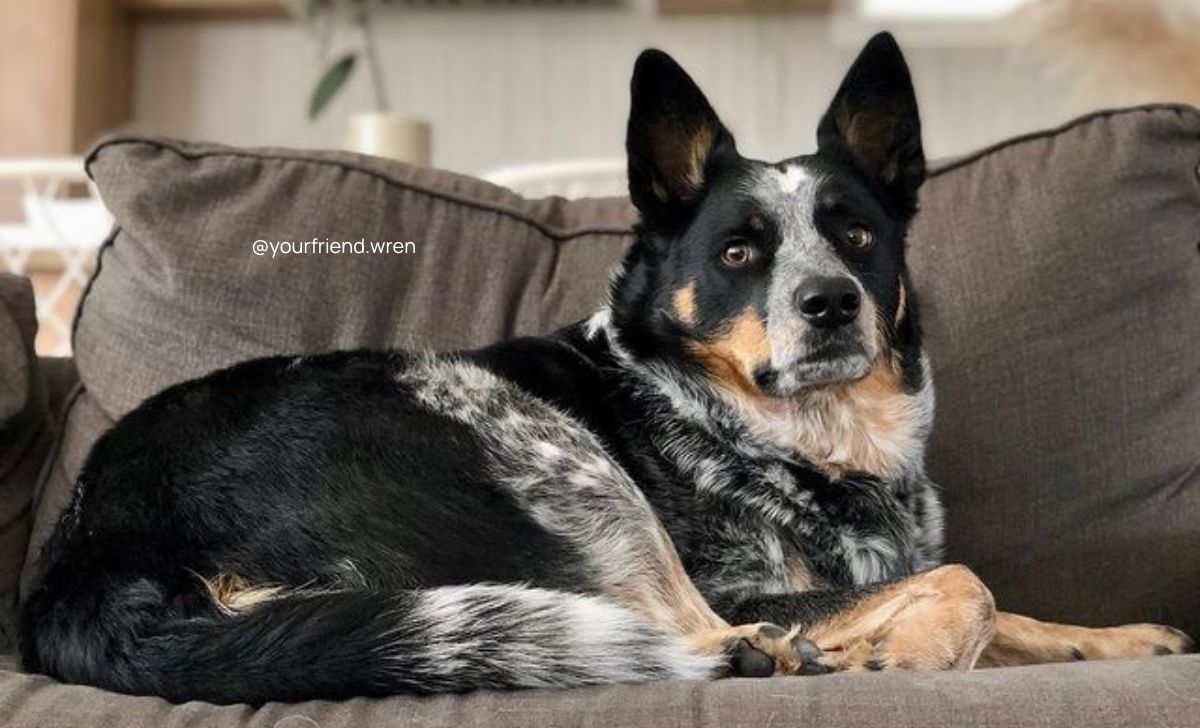Blue Heeler Australian Shepherd Mix Care Guide Blue Heeler Australian Shepherd Mix Care Guide