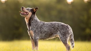 17 Blue Heeler Mixes Ready To Steal Your Heart (With Pictures)