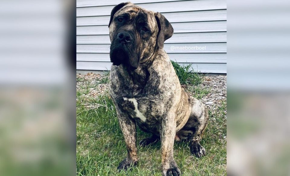 Check Out 9 Boerboel Colors And Find Your Favorite One