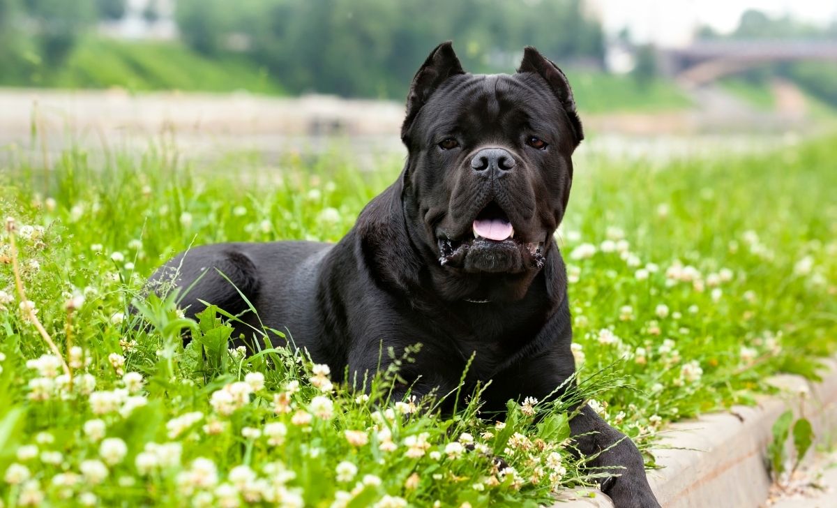 Everything About The Cane Corso Dogo Argentino Mix