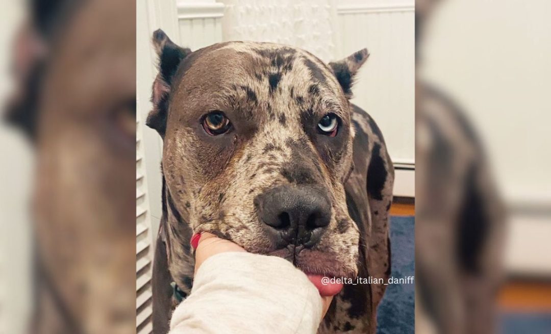 Cane Corso Great Dane Mix Care Guide, Facts, And Information