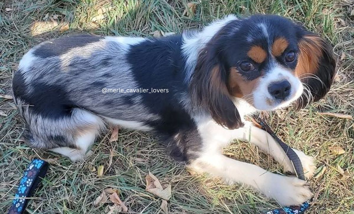 11 Adorable Cavalier King Charles Spaniel Colors And Patterns