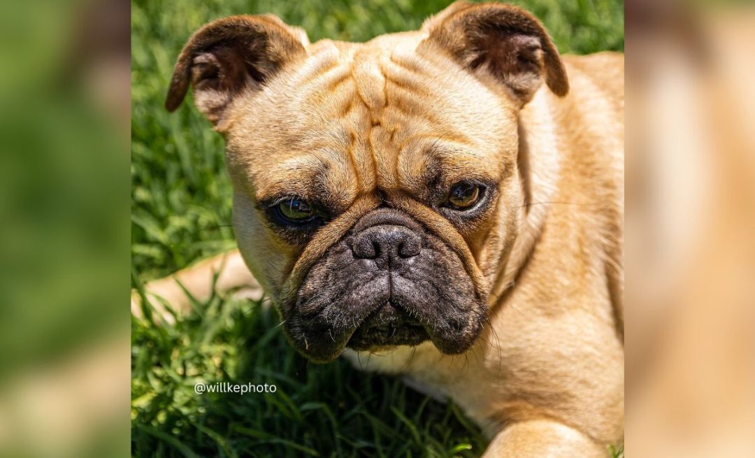 29 Cavalier King Charles Spaniel Mixes For Small Apartments