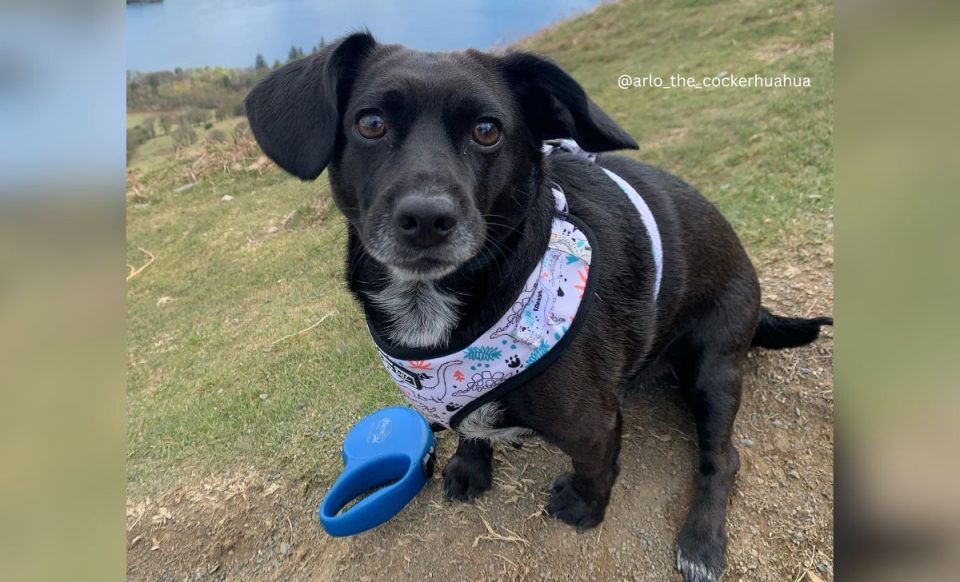 31 Popular Cocker Spaniel Mixes To Know (With Photos)