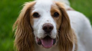 31 Popular Cocker Spaniel Mixes To Know (With Photos)