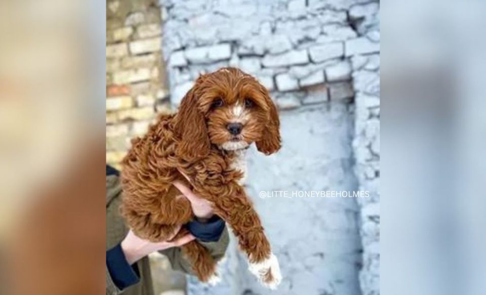 31 Popular Cocker Spaniel Mixes To Know (With Photos)