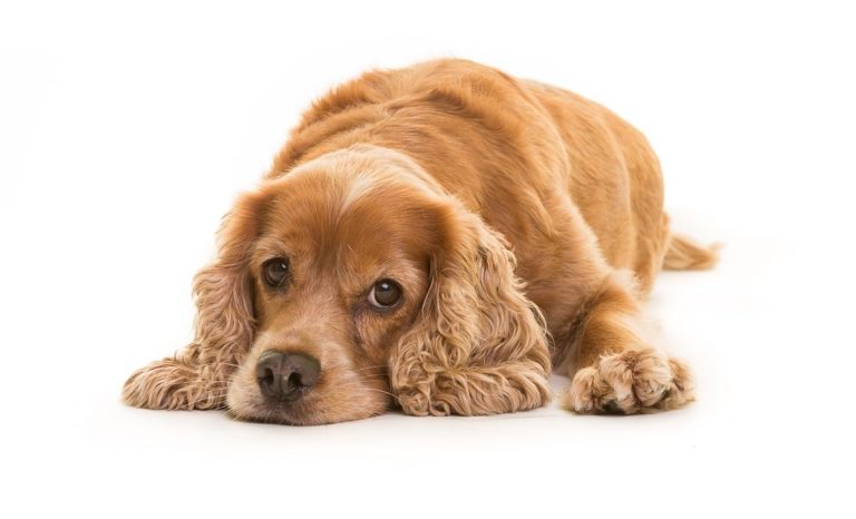 7 Reasons Why Is My Cocker Spaniel Shaking And How To Help