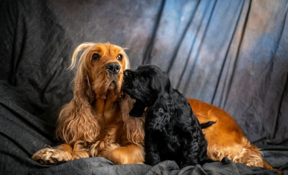 Cocker Spaniel Growth Stages And Important Milestones