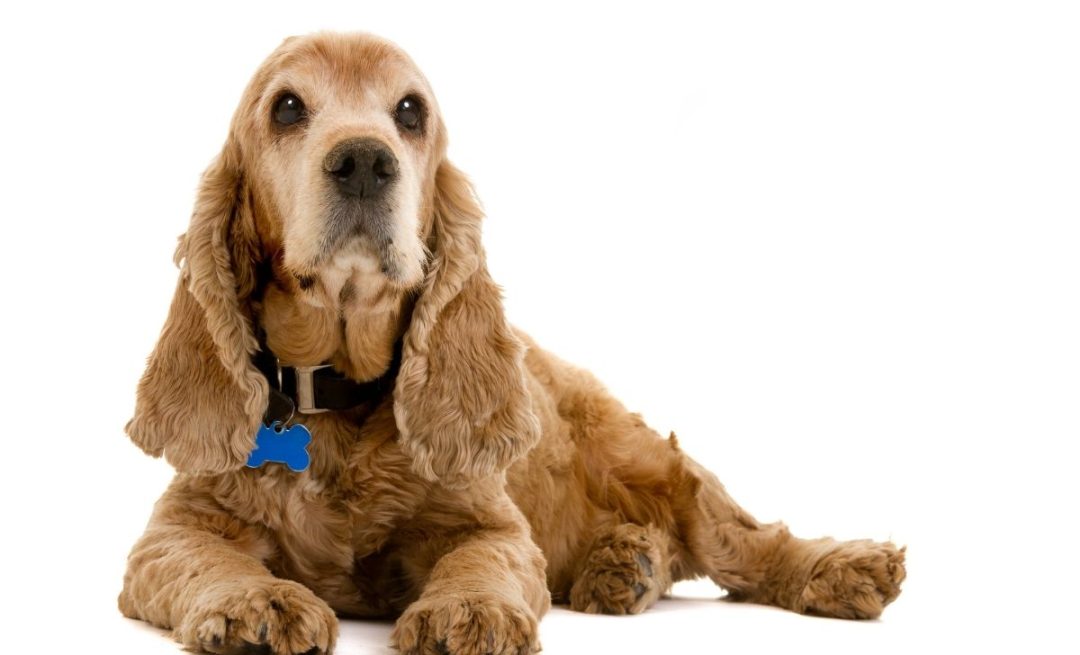 7 Reasons Why Is My Cocker Spaniel Shaking And How To Help