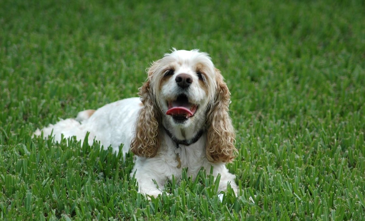Cocker Spaniel Growth Stages And Important Milestones