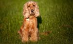 Cocker Spaniel Growth Stages And Important Milestones