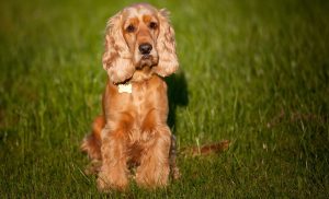 Cocker Spaniel Growth Stages And Important Milestones
