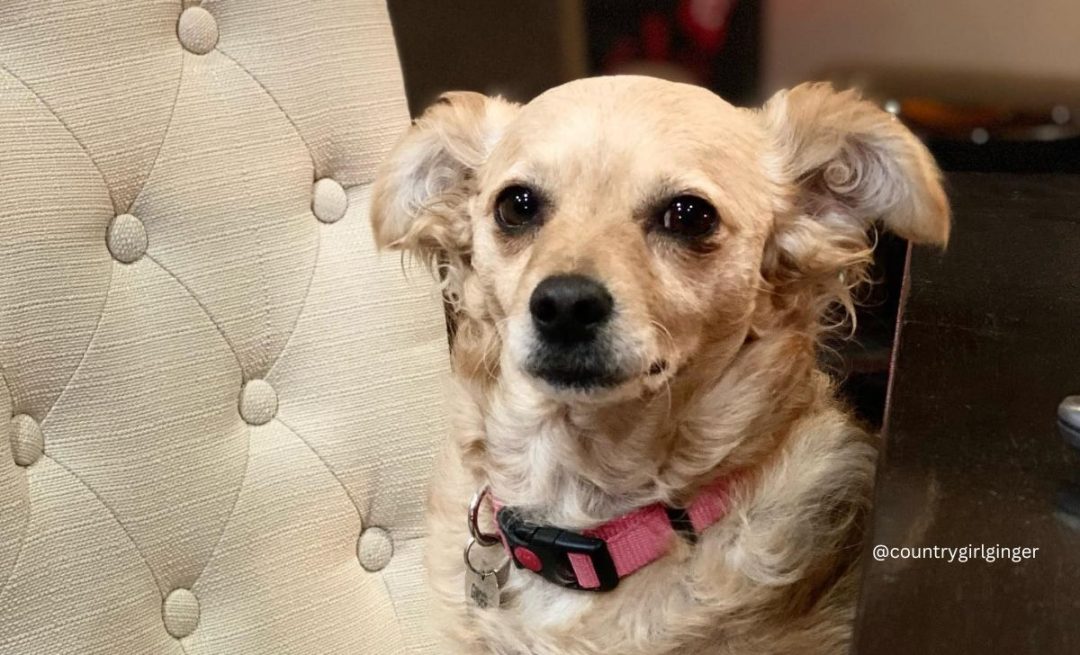 31 Popular Cocker Spaniel Mixes To Know (With Photos)