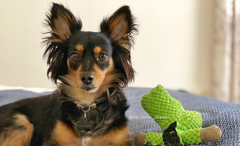 27 Quirky And Adorable Dachshund Mixes (With Pictures)