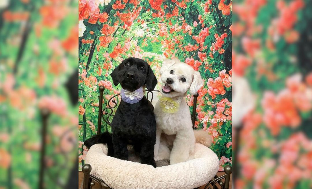 27 Quirky And Adorable Dachshund Mixes (With Pictures)