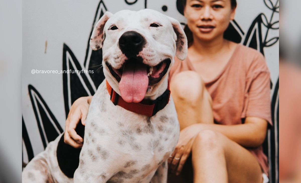 Meet The Dogo Argentino Pitbull Mix And The Breed Characteristics