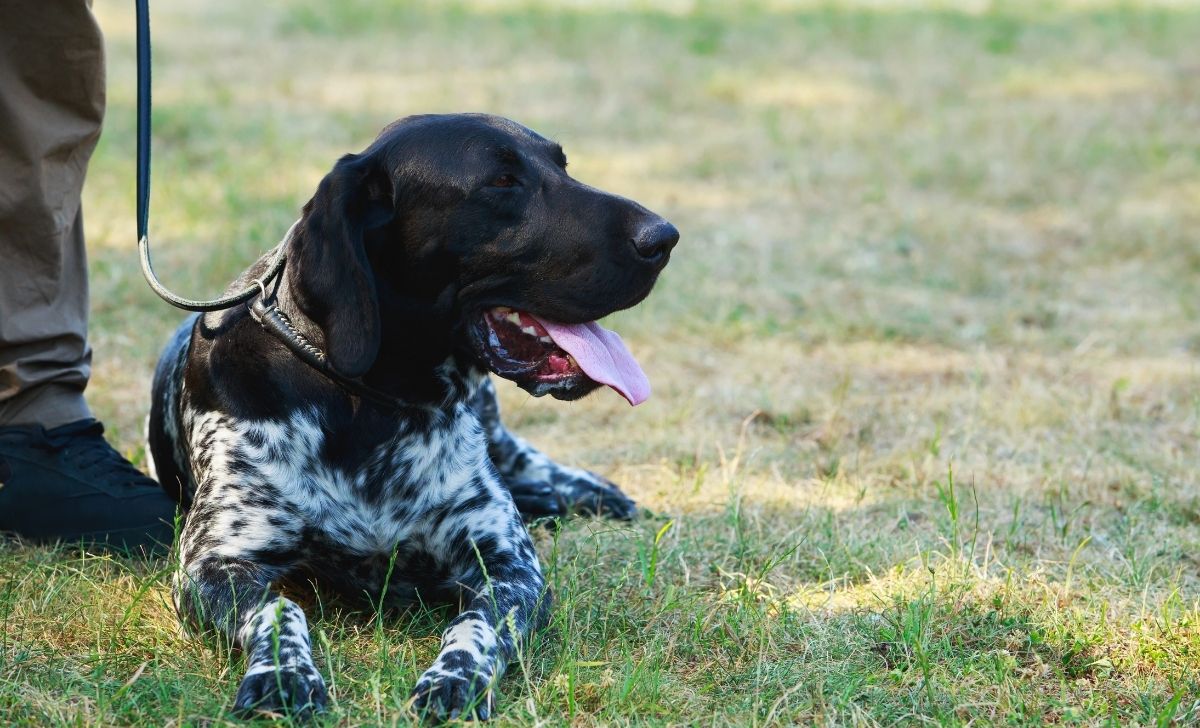 Choosing Between Male Vs Female German Shorthaired Pointer